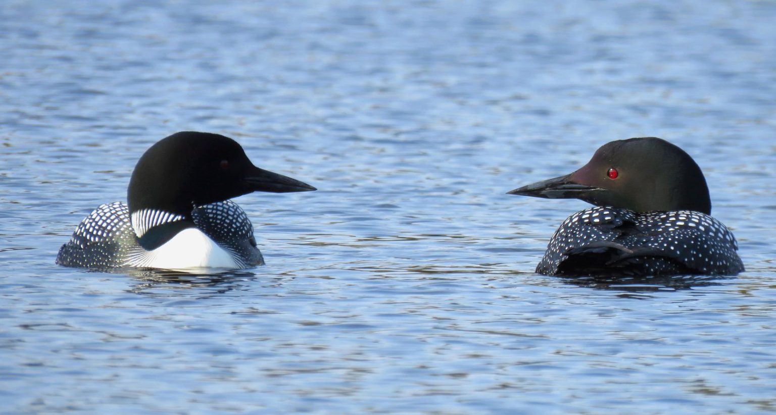 Save a Loon – Fish Lead Free - Pawtuckaway Lake Improvement Association